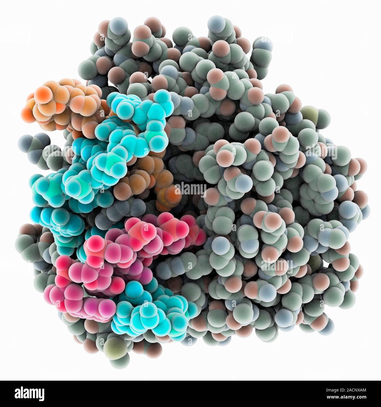 Endonuclease IV molecule. Molecular model of the endonuclease IV ...