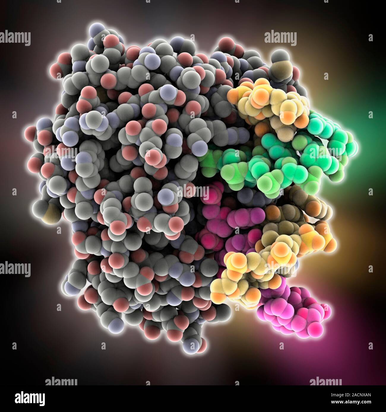 Endonuclease IV molecule. Molecular model of the endonuclease IV ...