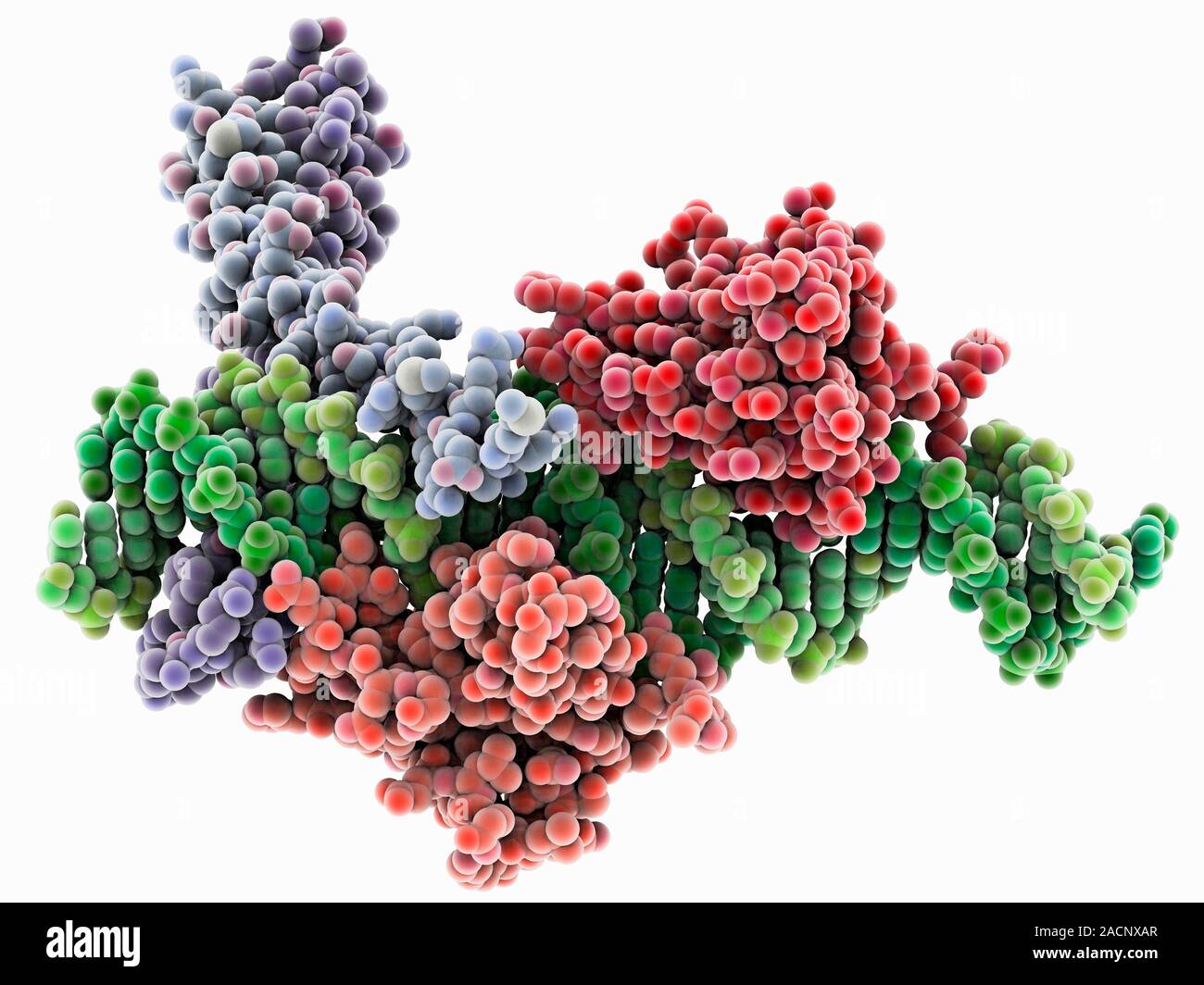 Transription activation of IFN-beta gene. Computer model showing the ...