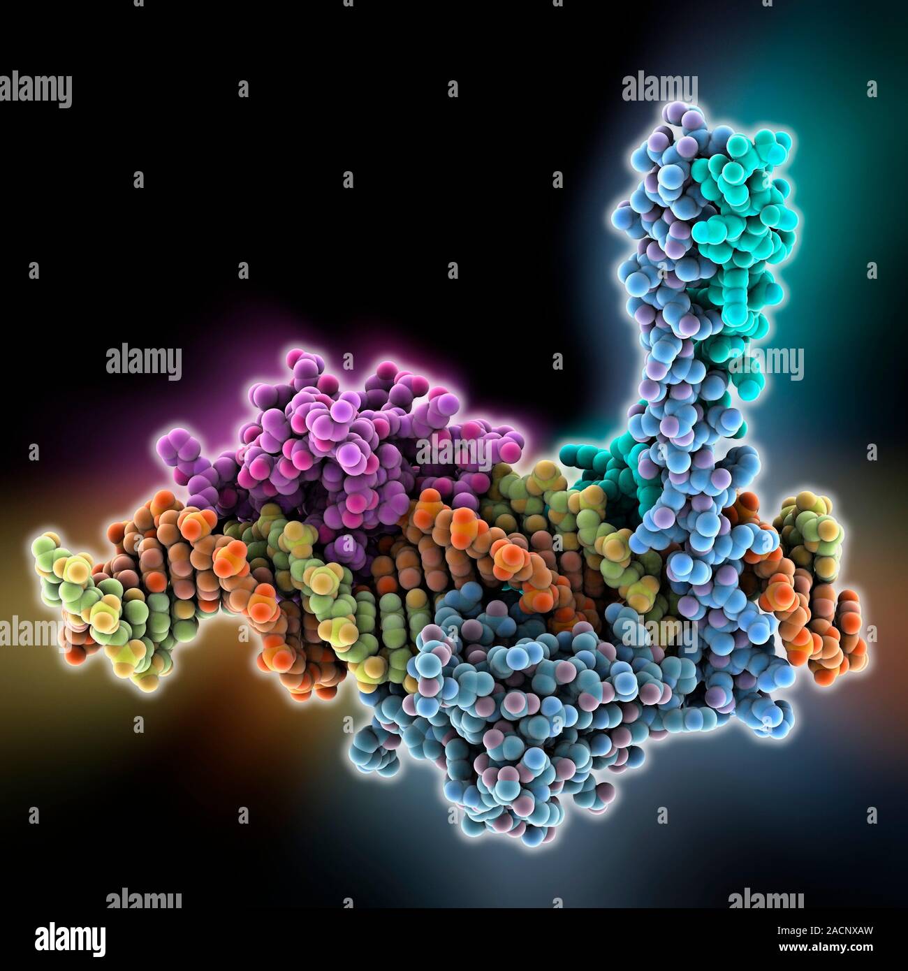 Transription activation of IFN-beta gene. Computer model showing the ...