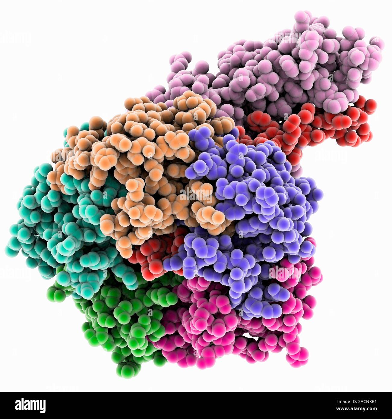 Cholera toxin, molecular model. Cholera toxin is a protein complex ...