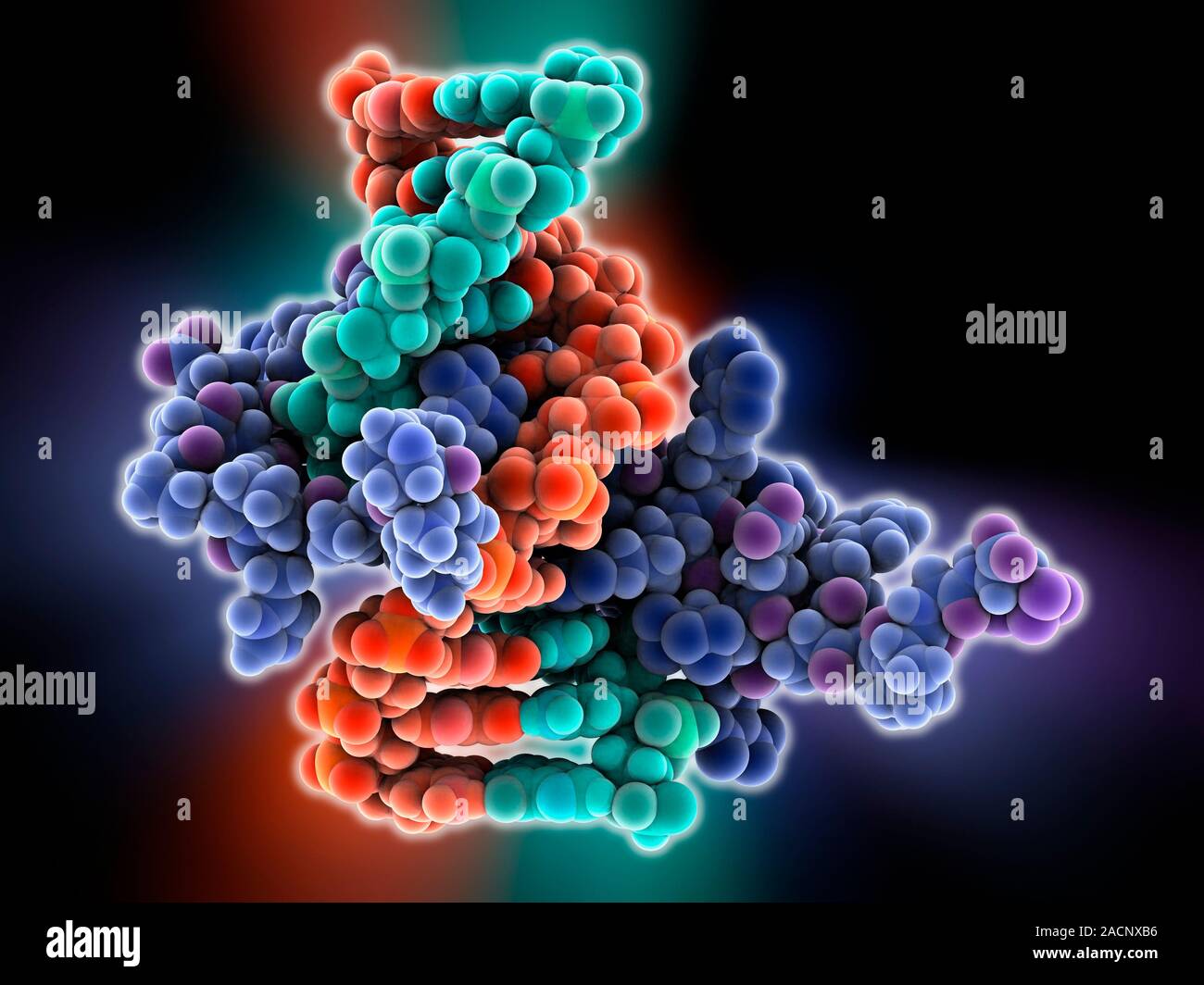GAGA transcription factor. Molecular model of GAGA factor (purple ...