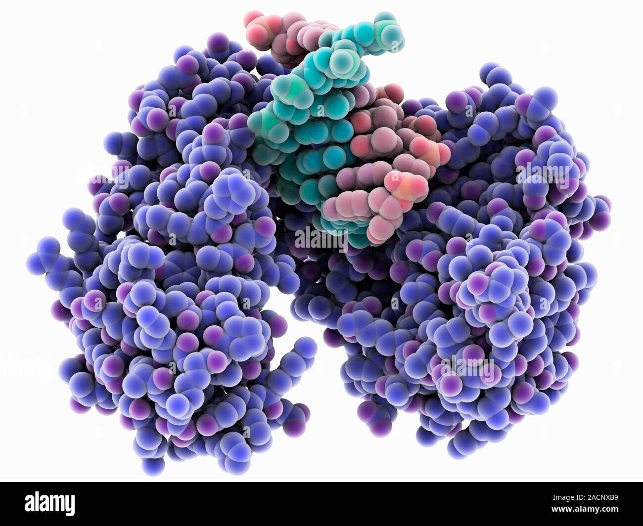 DNA polymerase with DNA. Molecular model of human DNA polymerase beta ...