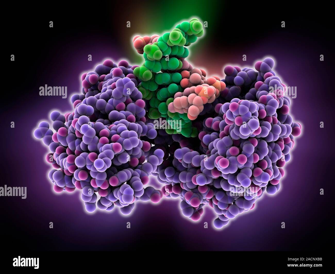 DNA polymerase with DNA. Molecular model of human DNA polymerase beta ...