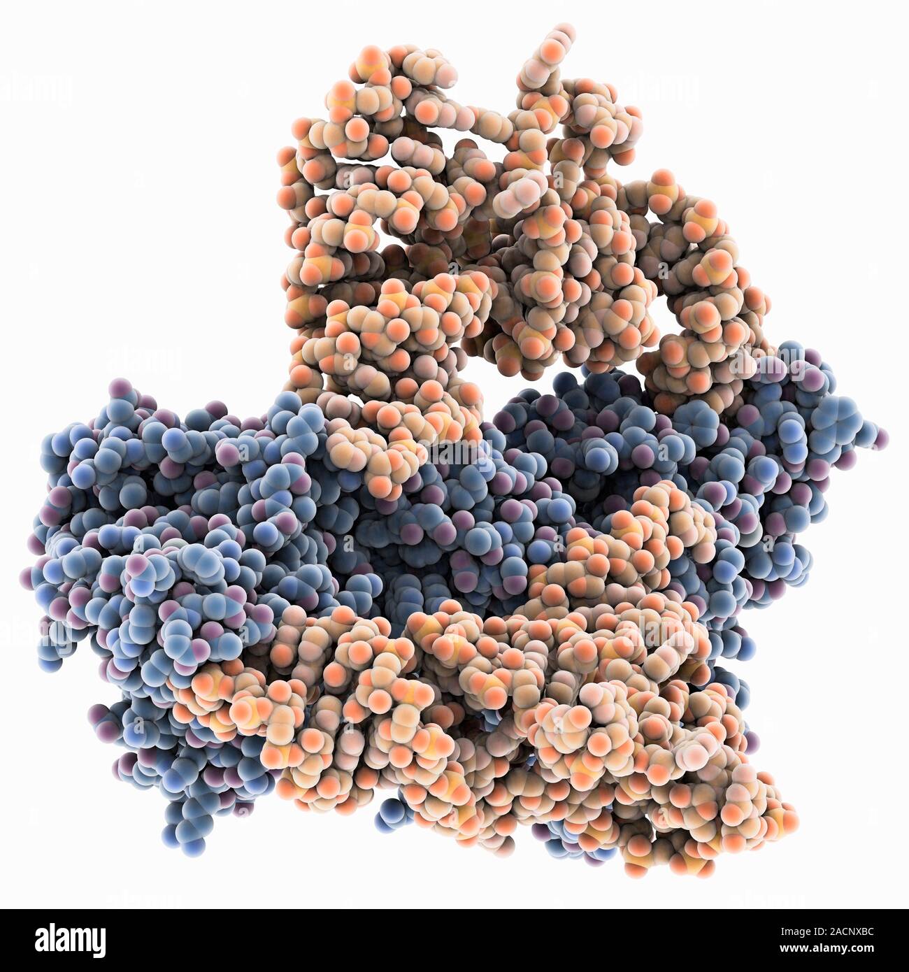 Tryptophanyl-tRNA synthetase protein molecule. Molecular model showing ...