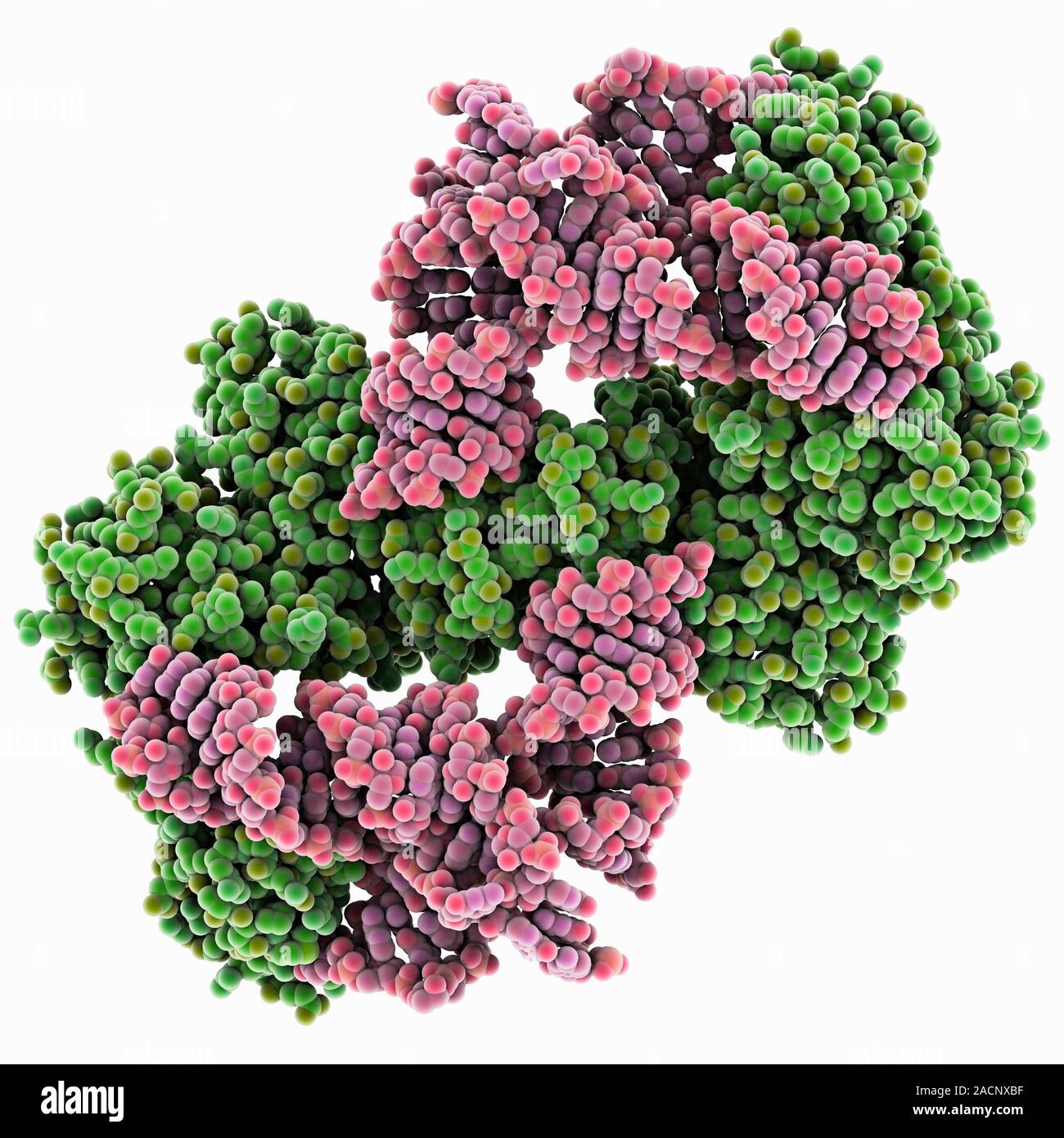 Tyrosyl-tRNA synthetase protein molecule. Molecular model showing ...