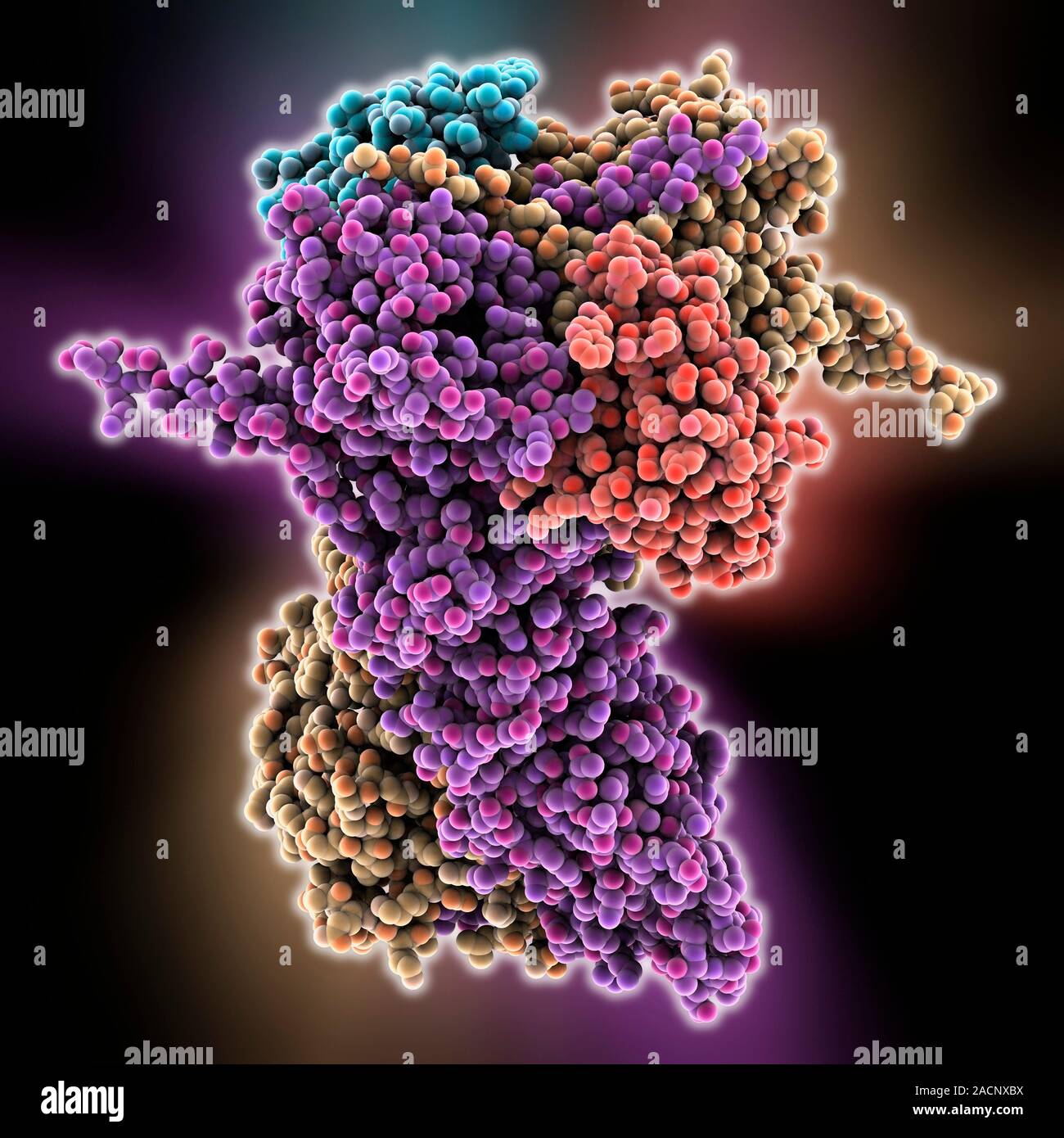 Heat shock protein 90 (Hsp90) chaperone complex, molecular model. Hsp90 ...