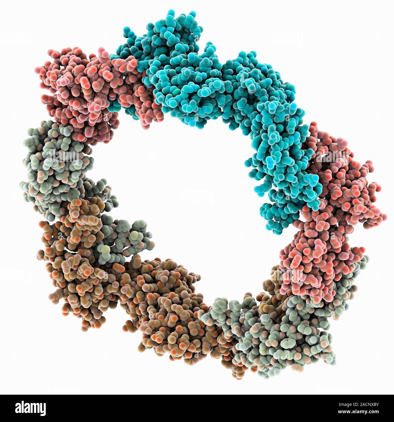 RNA interference viral suppressor molecule. Computer model showing the ...