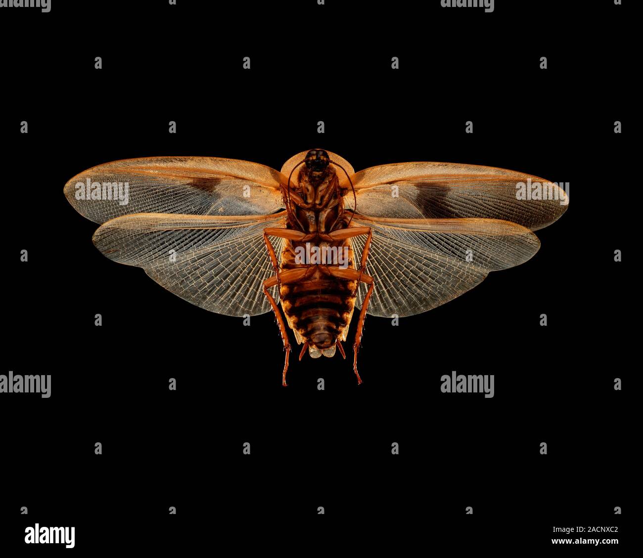 Giant cockroach. View of the underside of a Blaberus giganteus ...