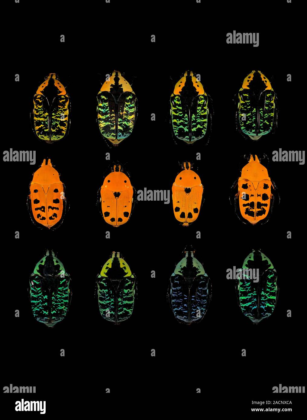 Scarab beetles. View of the upper side of a selection of Euchroea ...