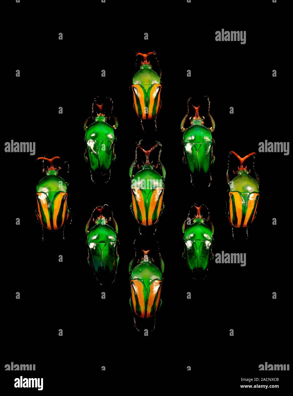 Flower chafer beetles. View of the upper side of a selection of flower ...