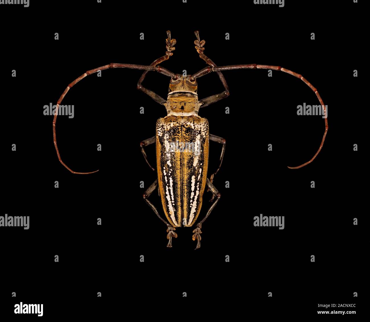 Wallace's long-horn beetle. View of the upper side of a Wallace's long ...