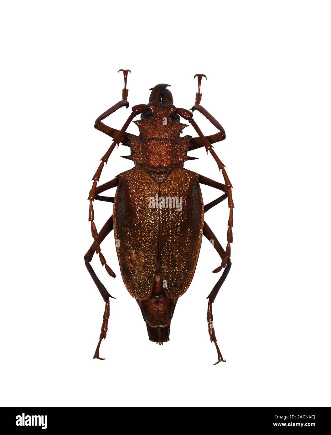 Longhorn beetle. View of the upper side of a female Psalidognathus ...