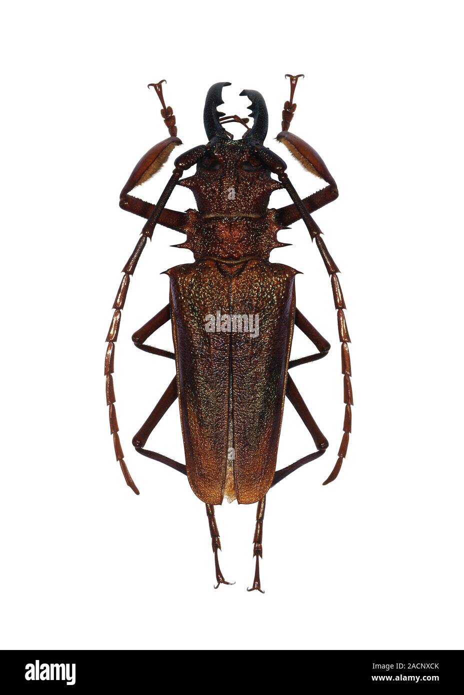 Longhorn beetle. View of the upper side of a male Psalidognathus ...