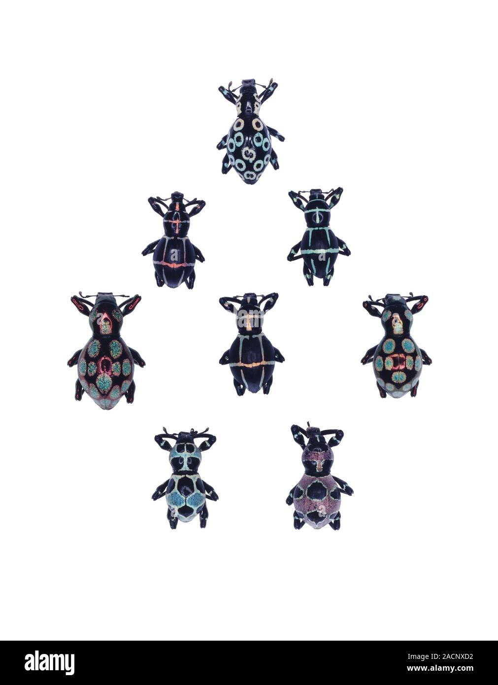 Tropical weevils. View of the upper side of an assortment of ...