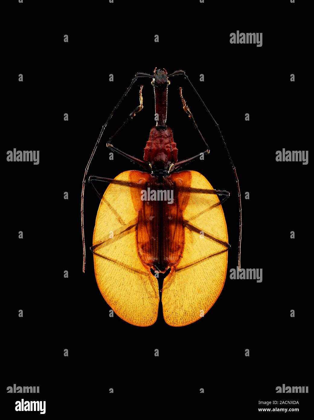 Violin beetle. View of the upper side of a violin beetle (Mormolyce ...