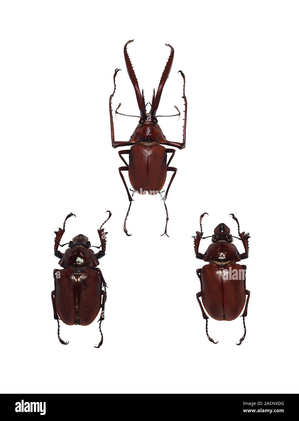 Darwin's beetles. View of the upper side of two female (bottom) and one ...