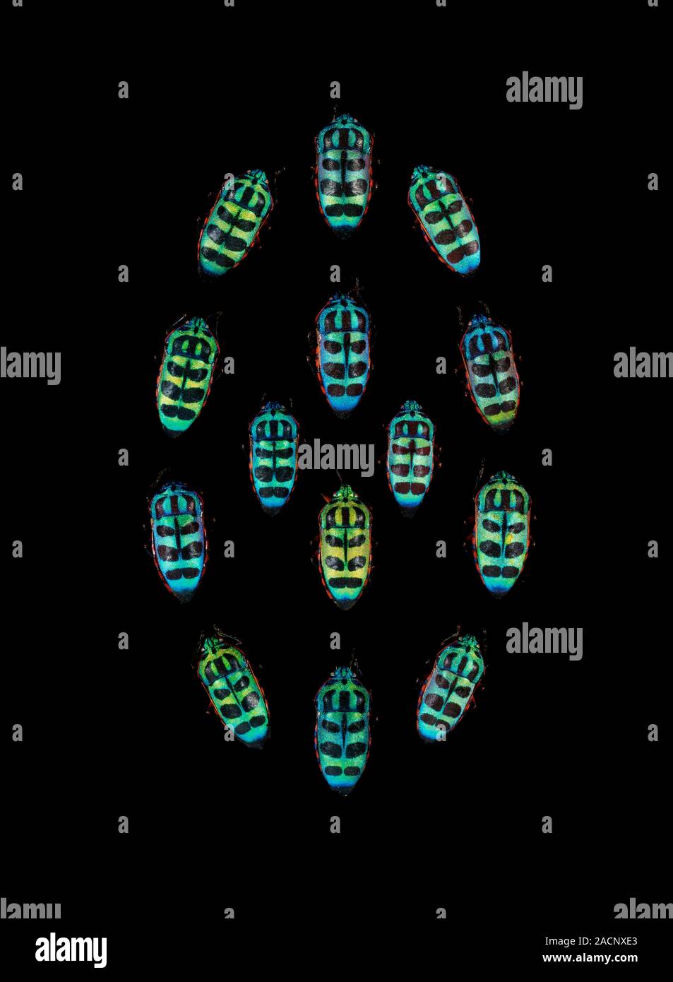 Jewel bugs. Assorted selection of colourful Callidea sp. jewel bugs ...