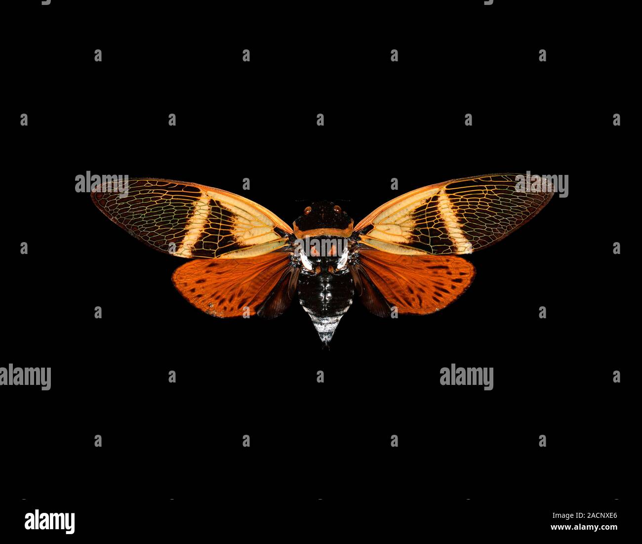 Cicada. View of the upper side of an Angamiana bauflei cicada. This ...