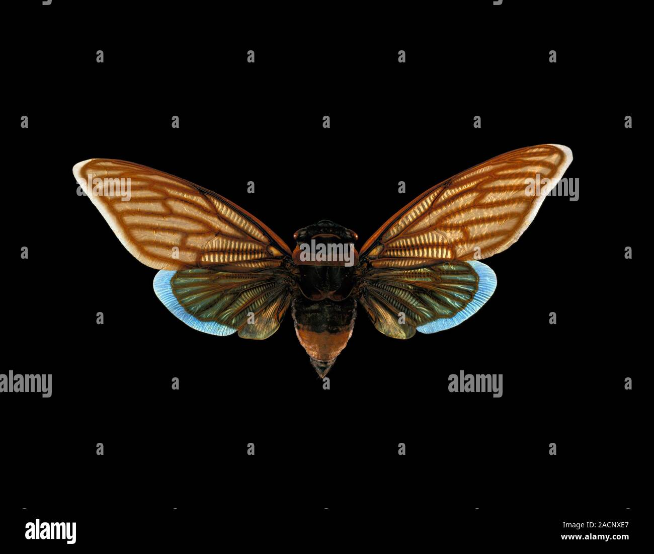 Cicada. View of the upper side of an Tacua speciosa cicada. This ...