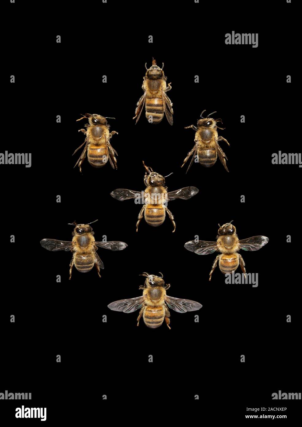 European honey bees (Apis mellifera Stock Photo - Alamy