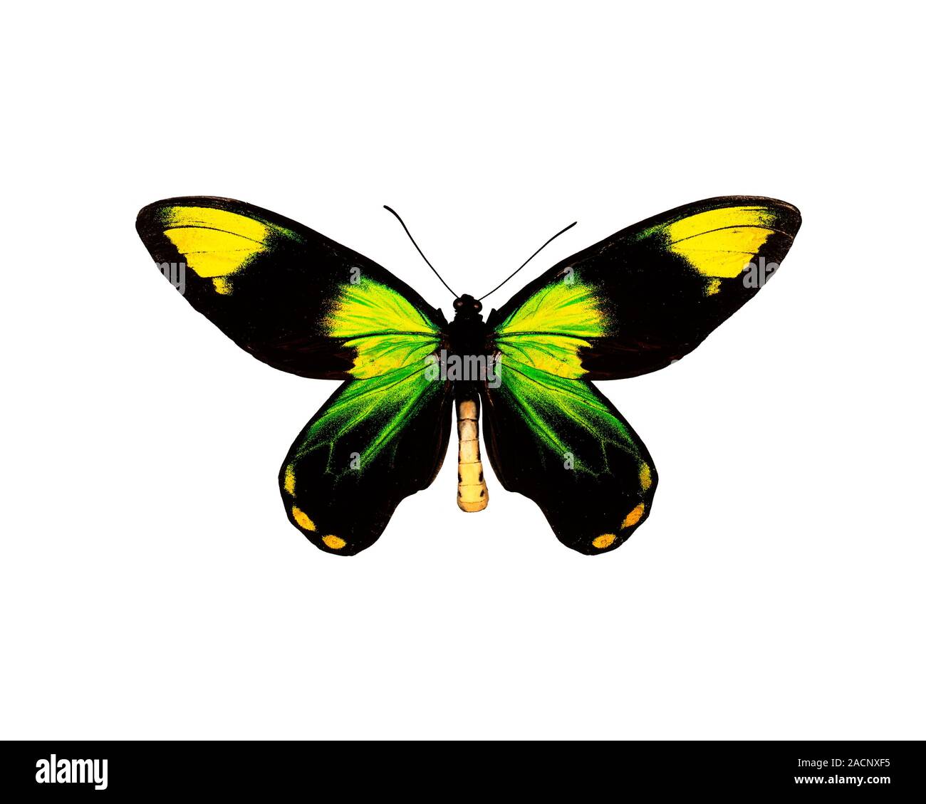 Queen Victoria's birdwing. View of the upper side of a male Queen ...