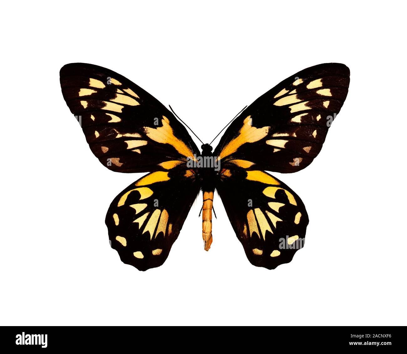 Queen Victoria's birdwing. View of the upper side of a female Queen ...