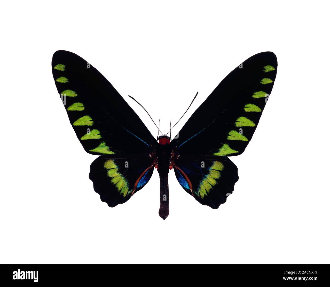 Palawan birdwing. View of the upper side of a male palawan birdwing ...