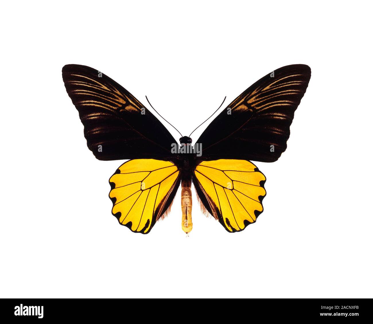 Malay birdwing. View of the upper side of a male Malay birdwing ...