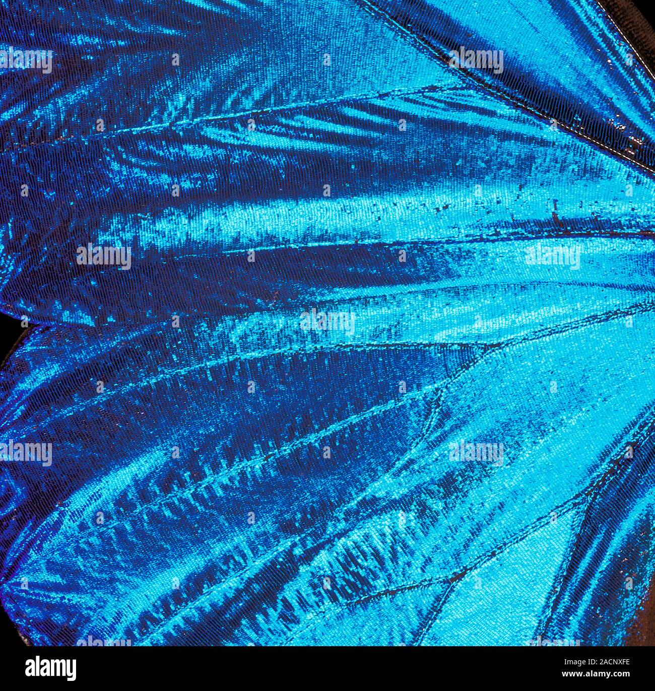 Rhetenor blue morpho. Close-up of the wing of a Rhetenor blue morpho ...