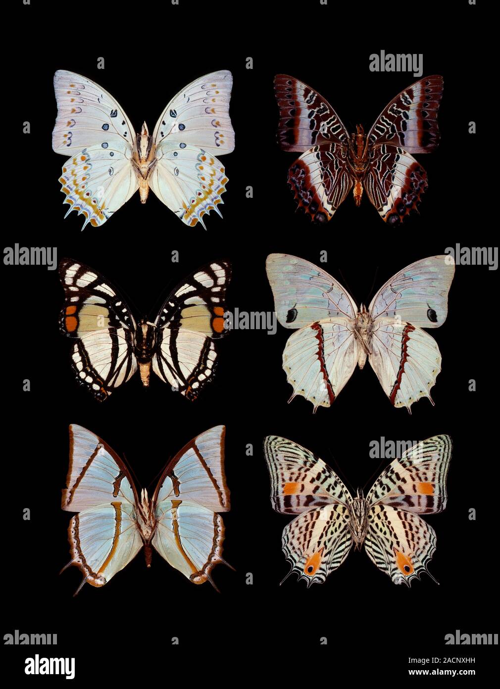 Rajah butterflies. Collection of different Rajah (Charaxes sp ...