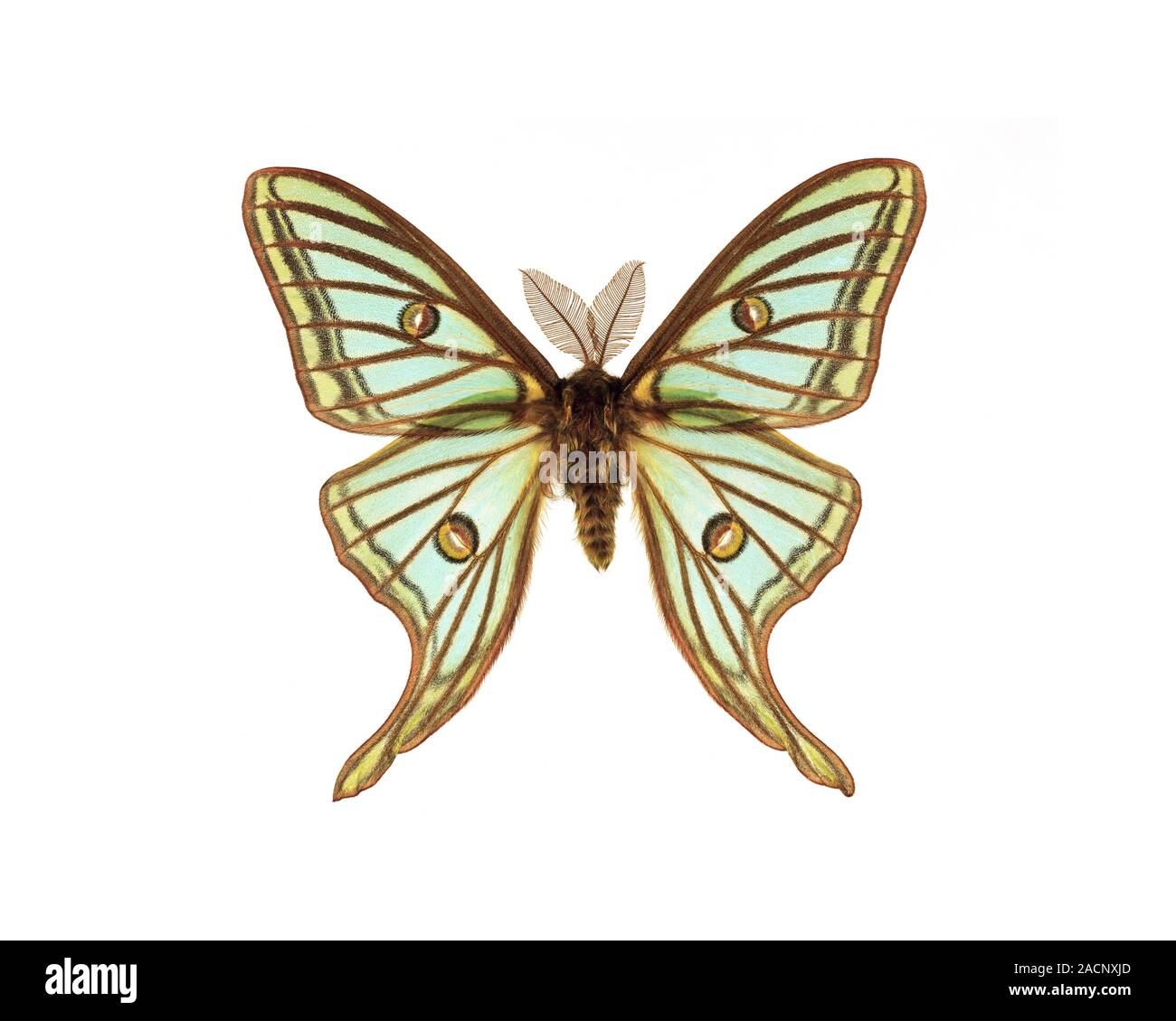 Spanish moon moth. View of the upper side of a Spanish moon moth (Graellsia isabellae). This ...