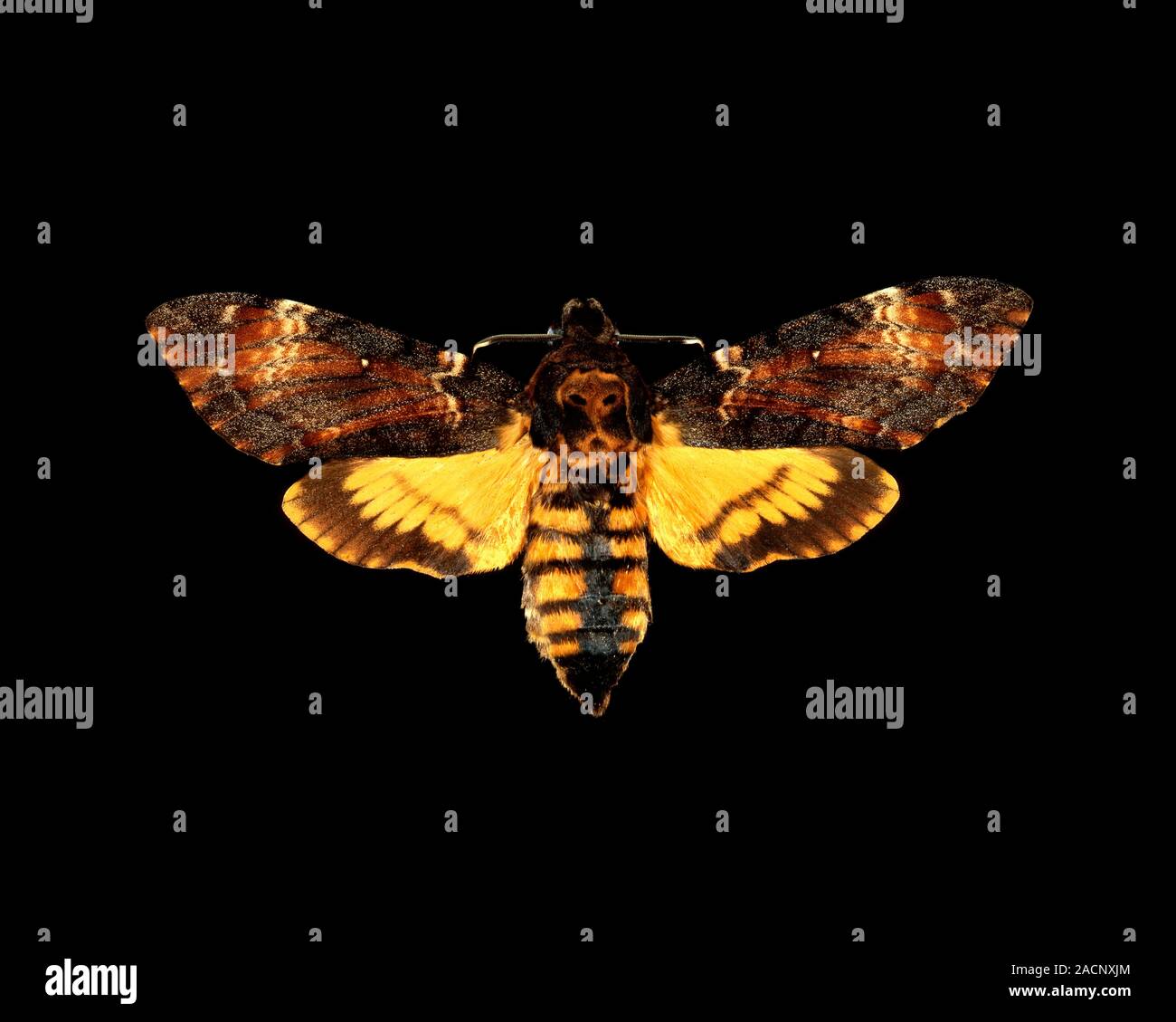 Death's-head moth. View of the upper side of a death's-head hawk moth ...