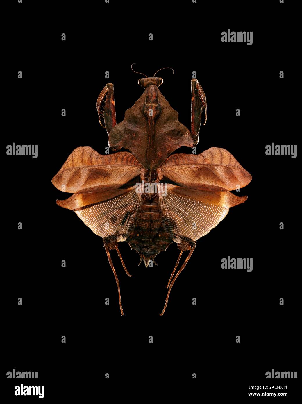 Mantis. View of the upper side of a Malaysian dead leaf mantis ...