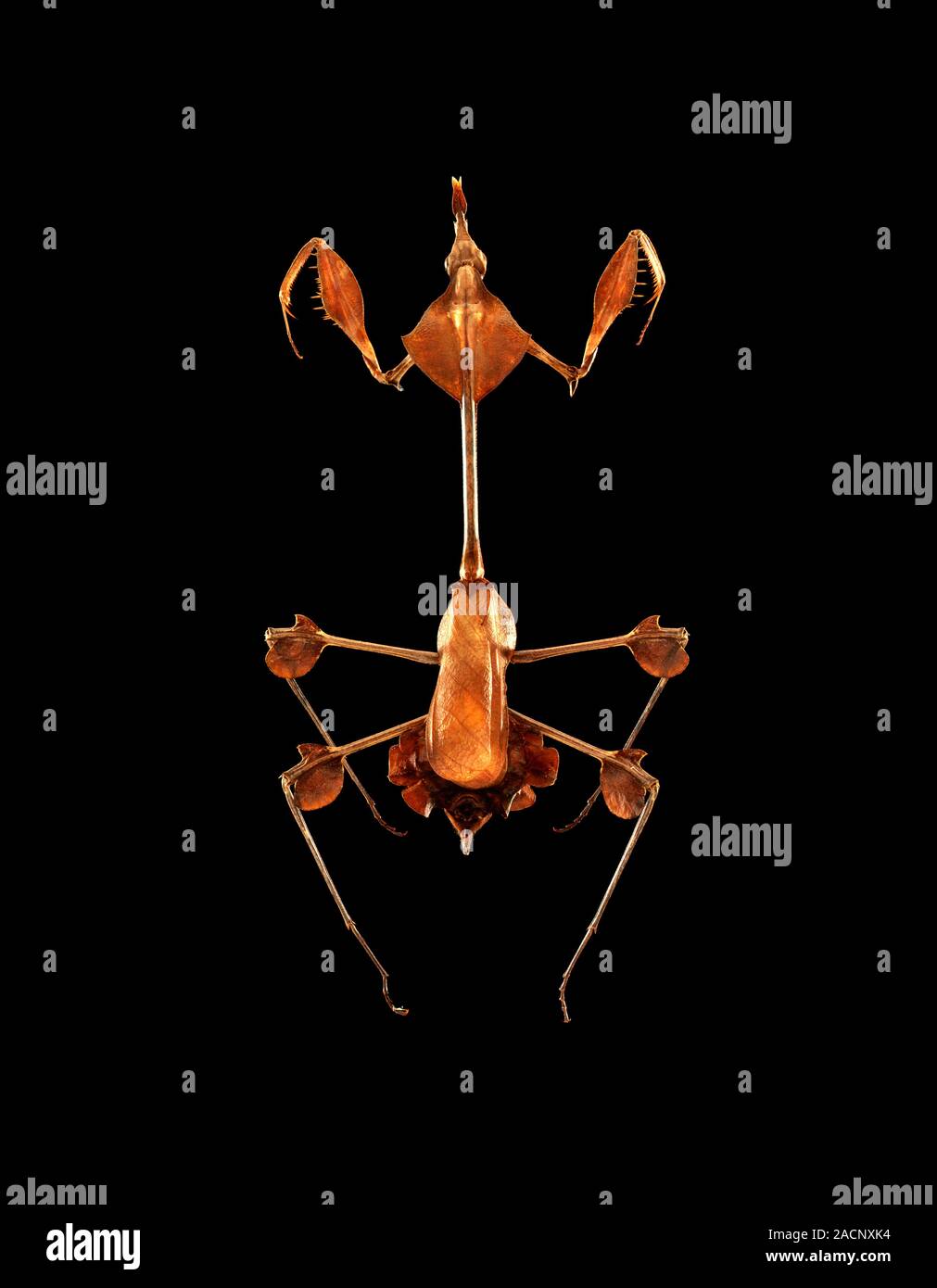 Wandering violin mantis. View of the upper side of a wandering violin ...