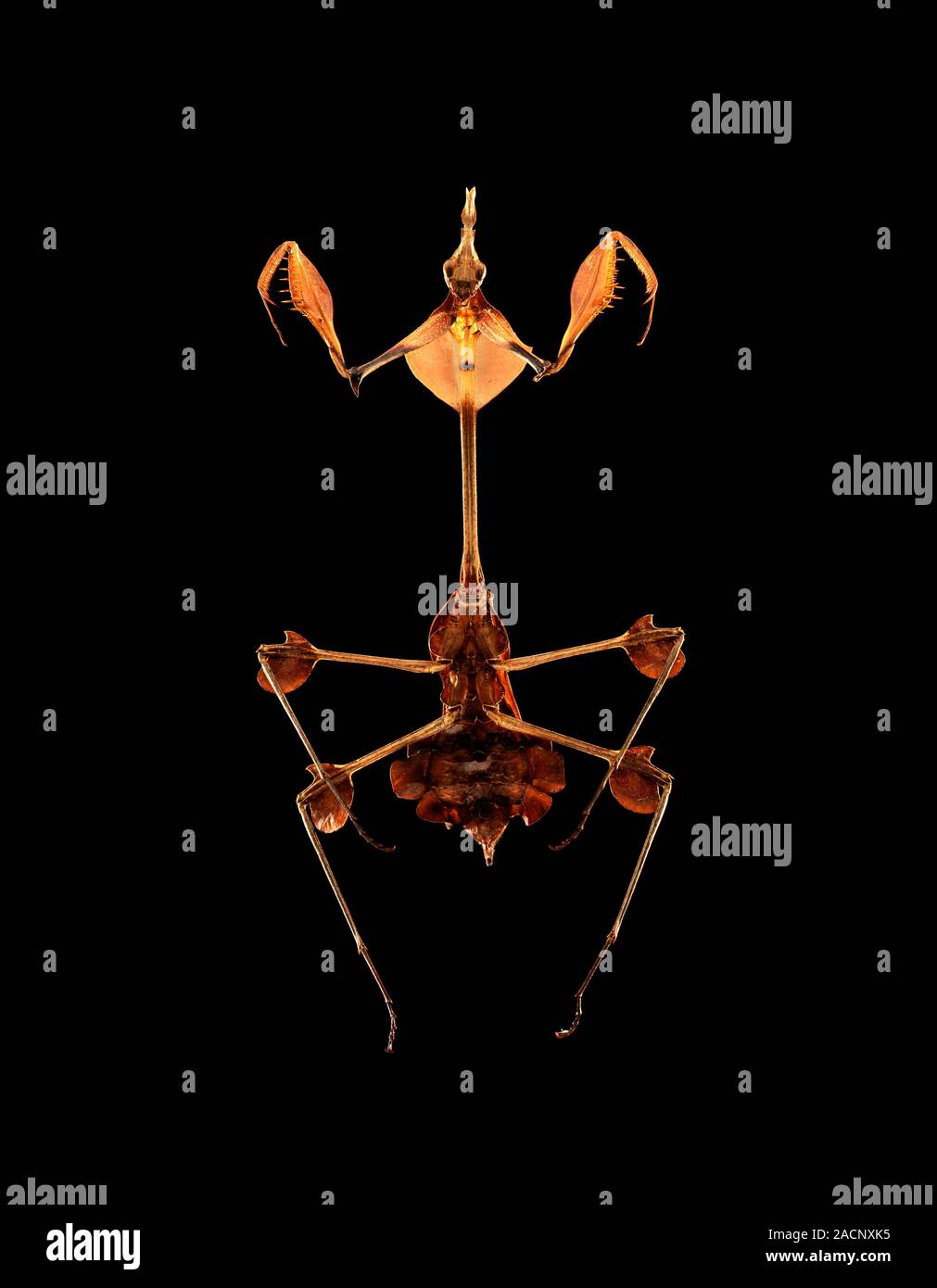 Wandering violin mantis. View of the underside of a wandering violin ...