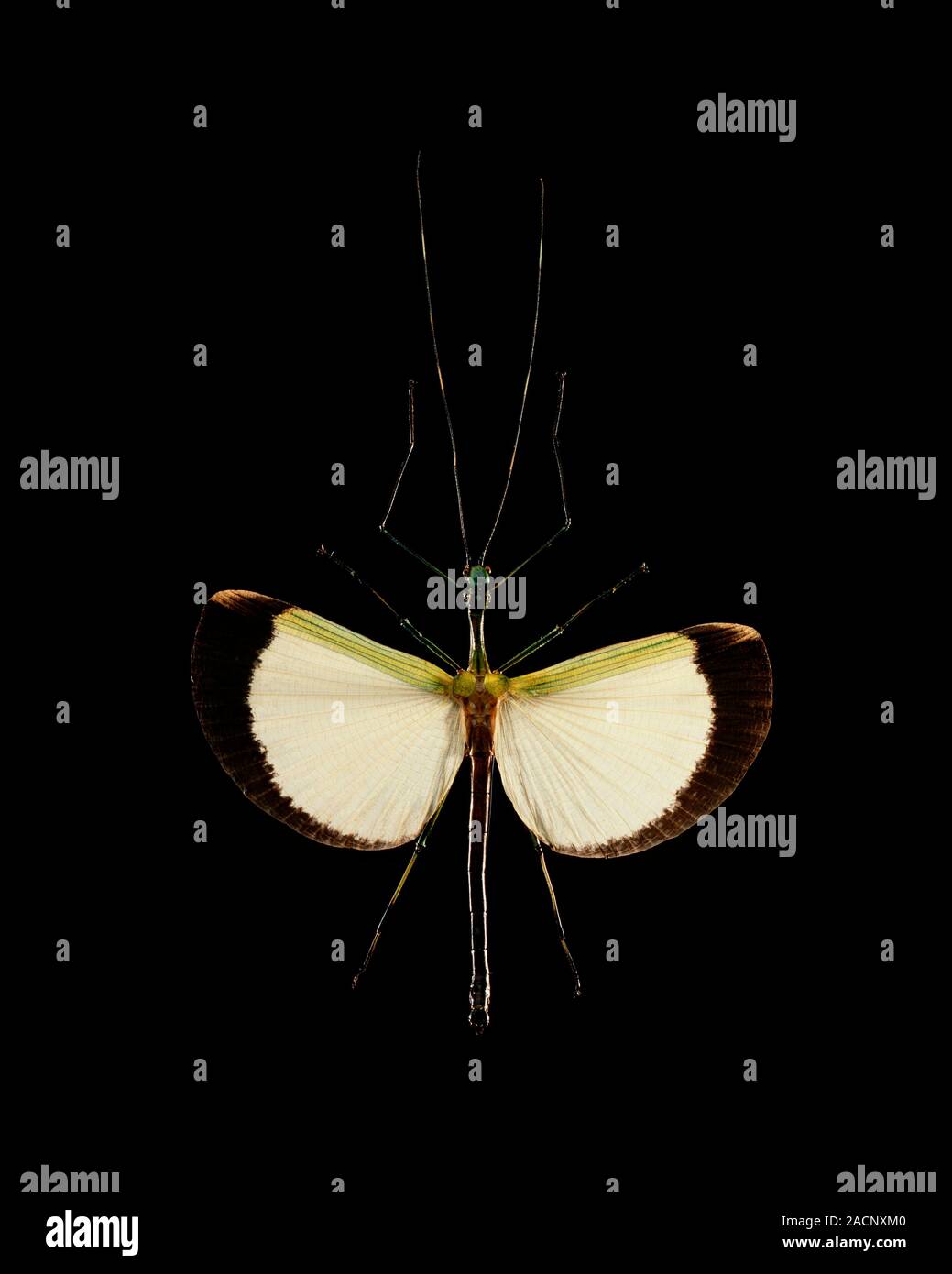 Yellow umbrella stick insect. View of the upper side of a male yellow ...