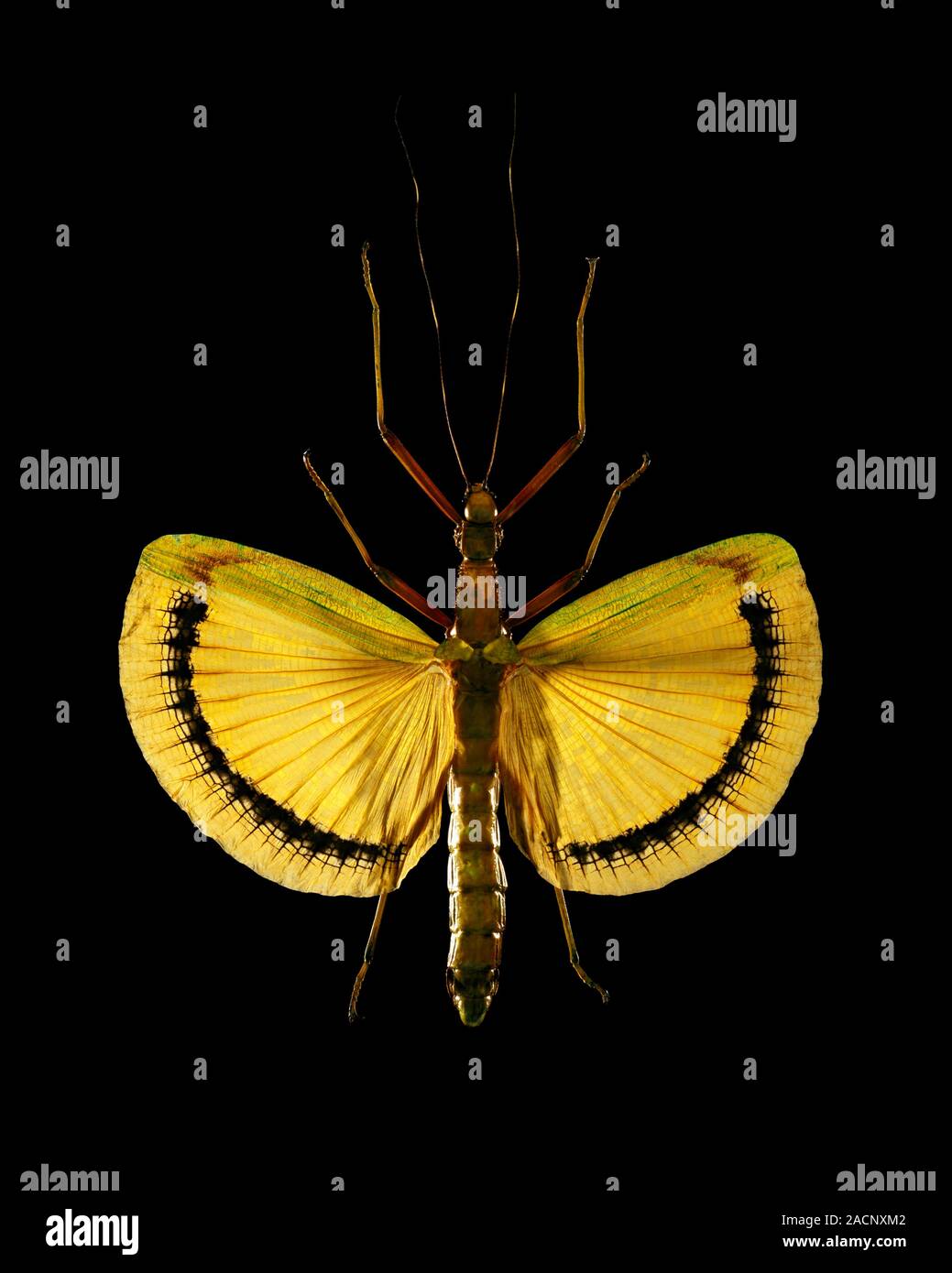 Yellow umbrella stick insect. View of the upper side of a female yellow ...