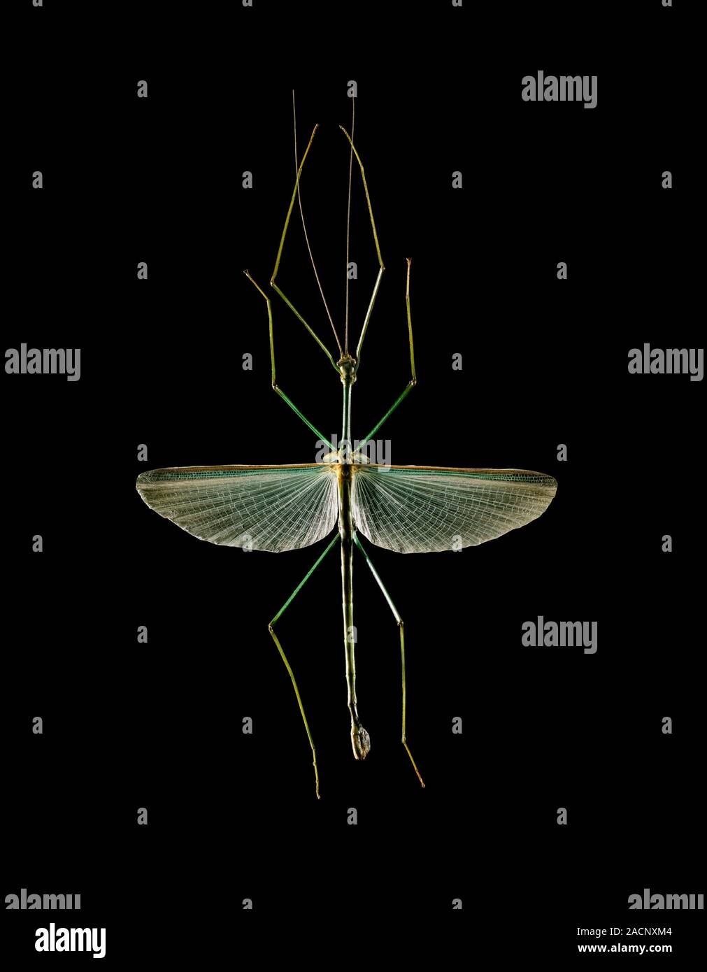 Hump-backed stick insect. View of the upper side of a male hump-backed ...