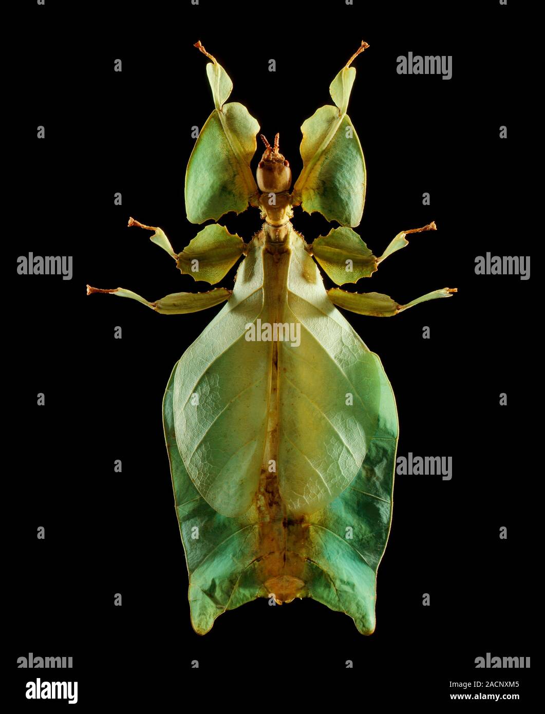 Giant Malaysian leaf insect. View of the upper side of a giant ...