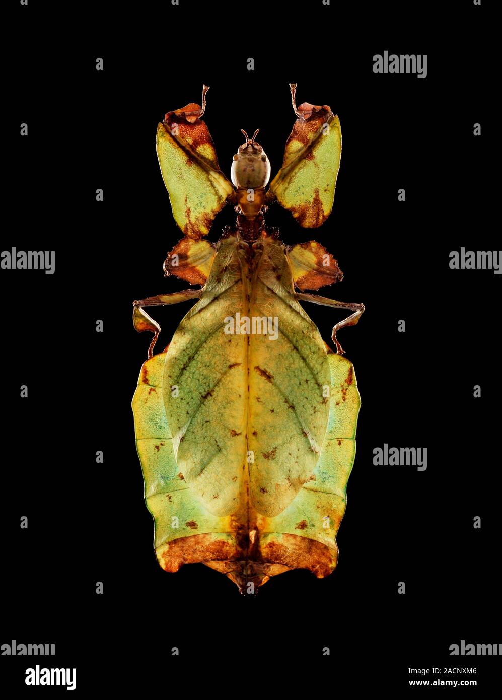 Giant Malaysian leaf insect. View of the underside of a giant Malaysian ...