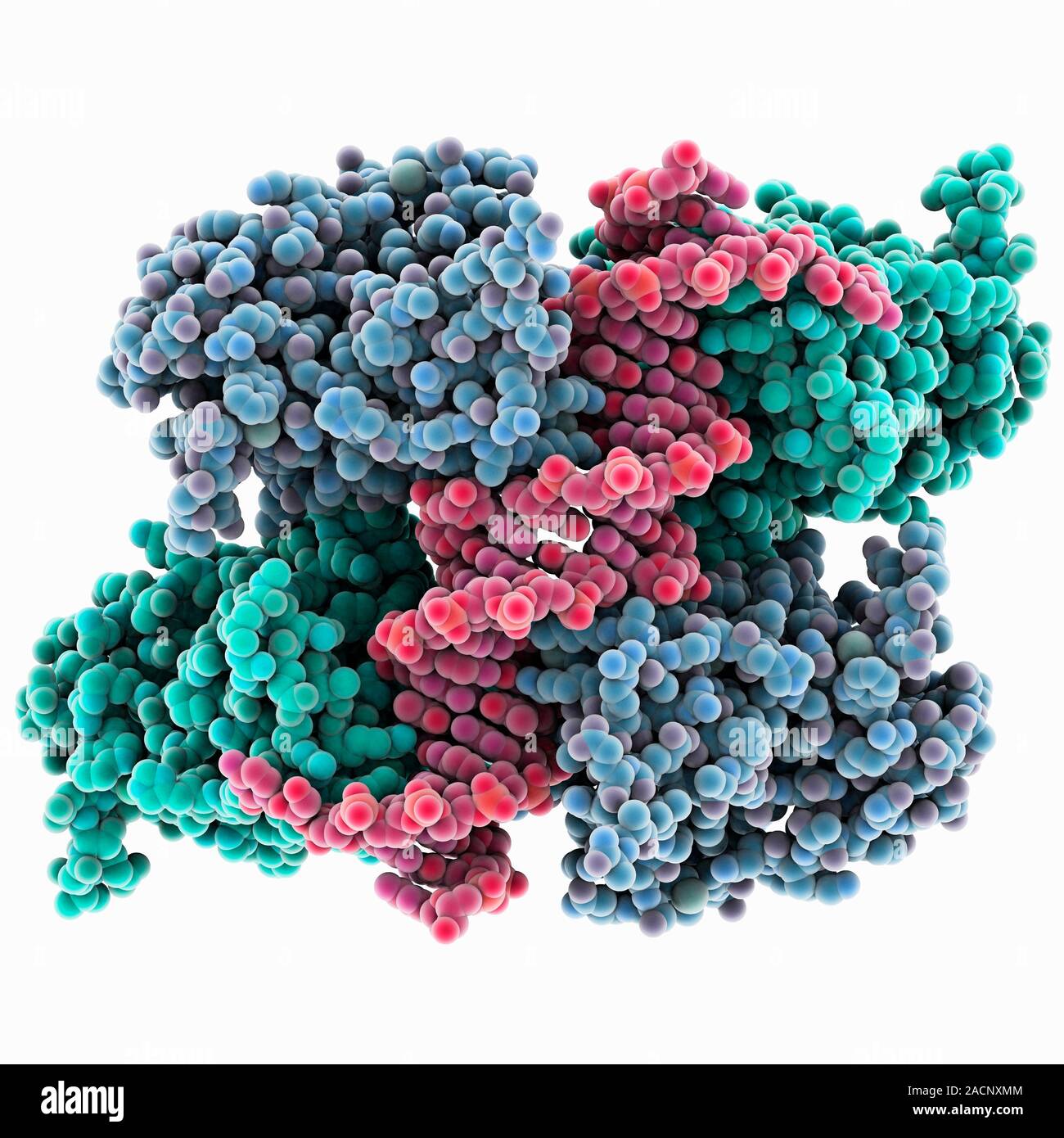 Tumour suppressor protein. Molecular model of the tumour suppressor ...