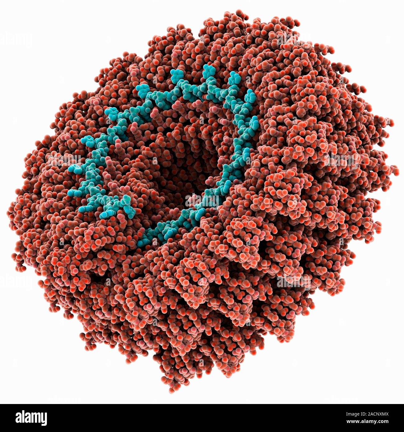 Tobacco mosaic virus. Computer model showing the molecular structure of ... Tobacco mosaic virus. Computer model showing the molecular structure of ...