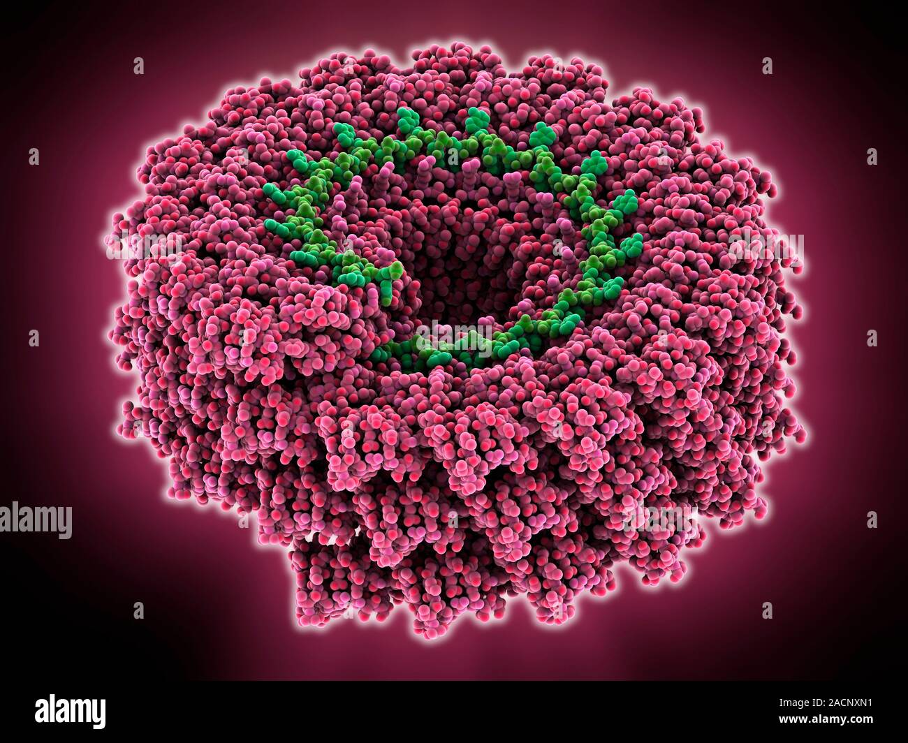 Tobacco mosaic virus. Computer model showing the molecular structure of ...