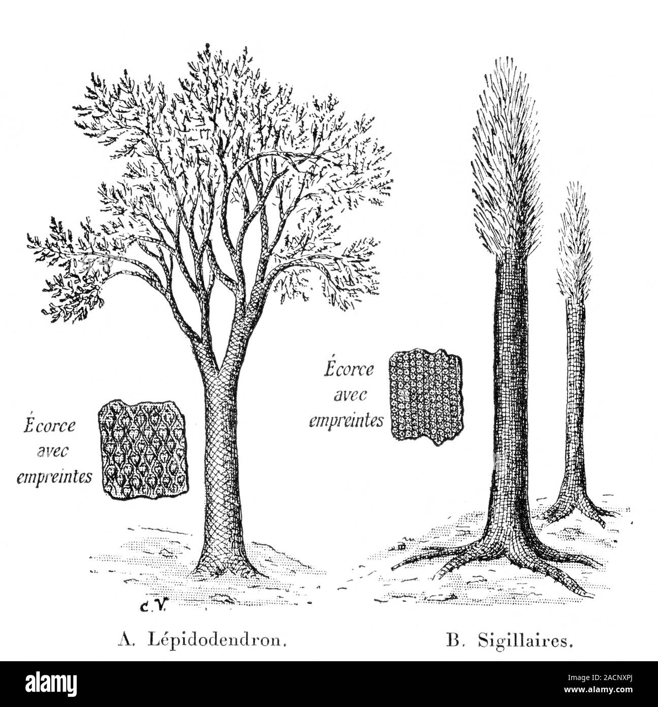 Lycopod prehistoric plants from the Carboniferous Period (360 to 286 ...