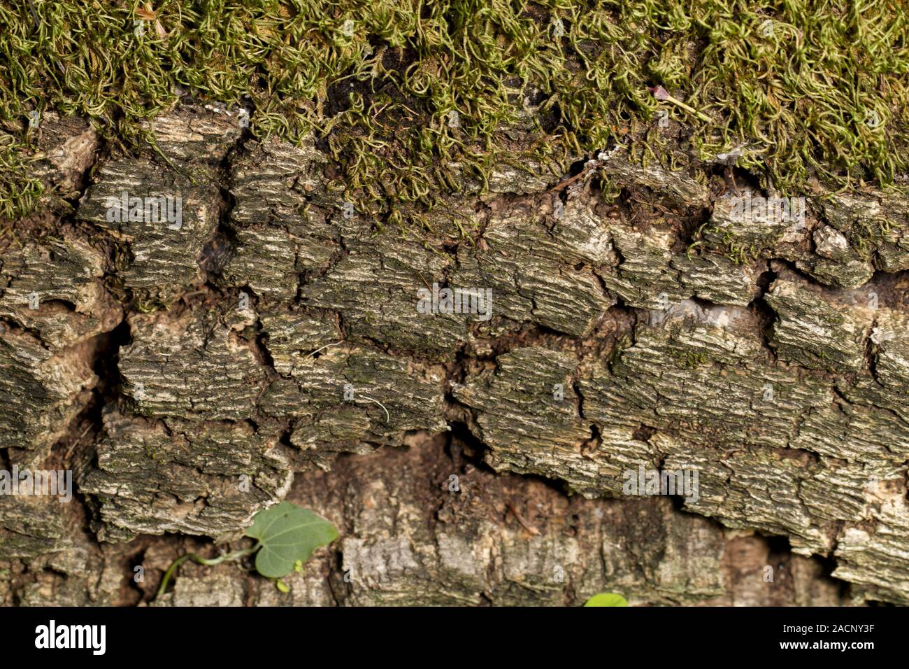 Moss texture hi-res stock photography and images - Alamy