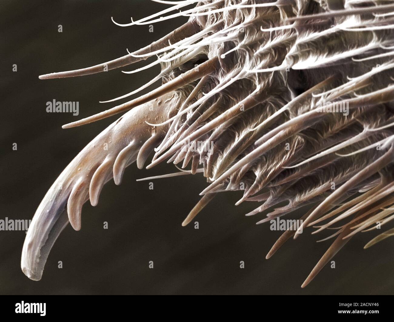 Harvestman Palp Terminal. Scanning electron micrograph (SEM) of the ...
