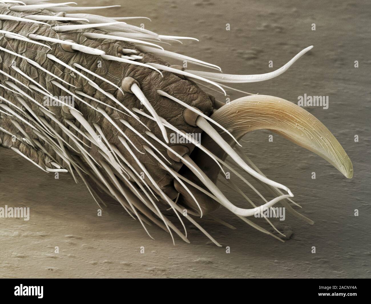 Harvestman Leg Claw. Scanning electron micrograph (SEM) of the foot or ...