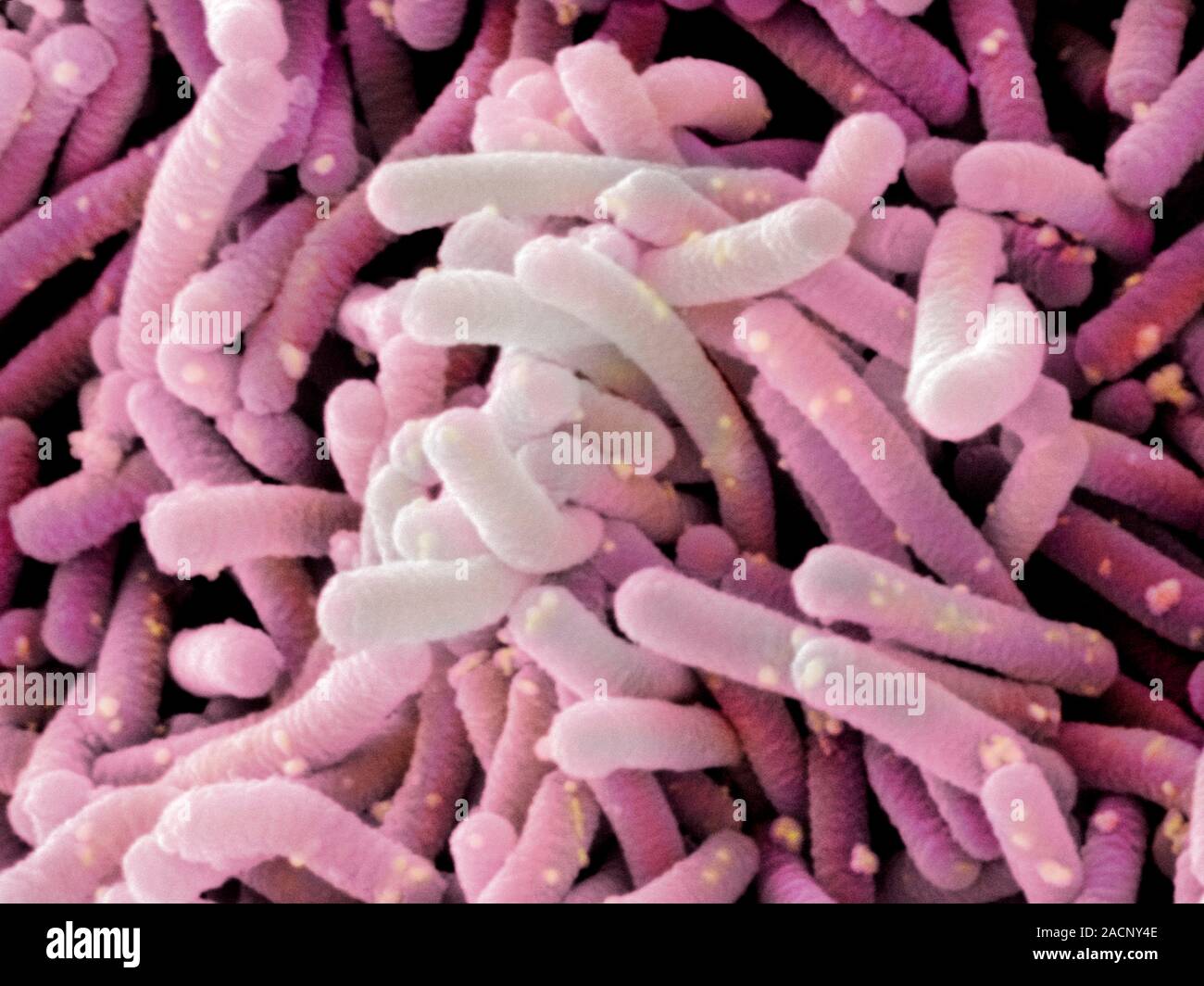 Scanning electron micrograph (SEM) of the bacteria Lactobacillus casei ...