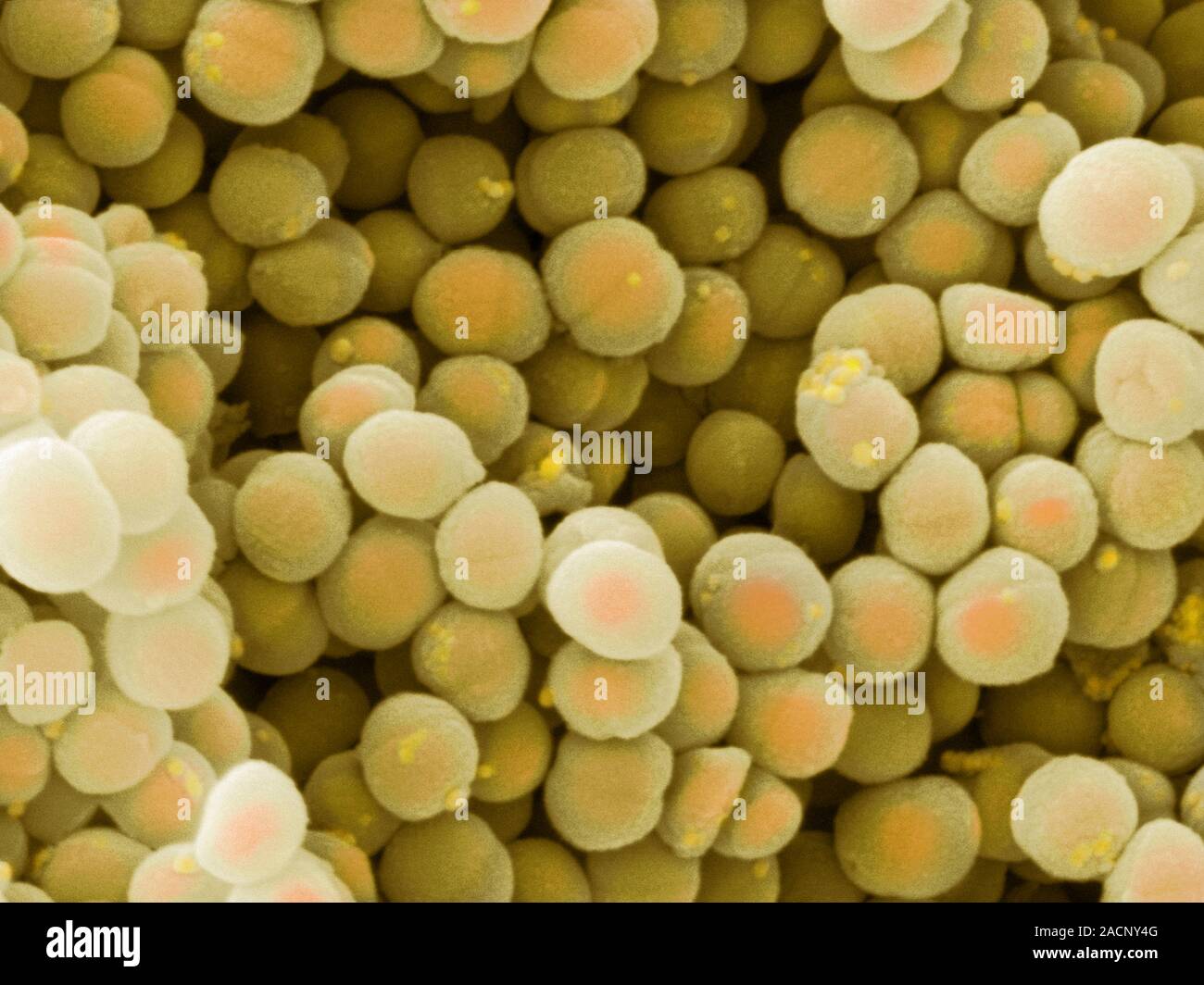 Lactococcus sp. bacteria. Scanning electron micrograph (SEM) of the ...